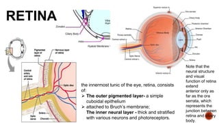 5. eye histology.pptx
