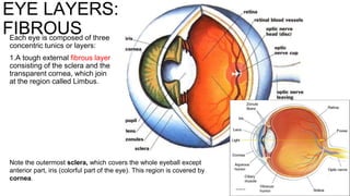 5. eye histology.pptx