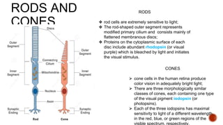 5. eye histology.pptx