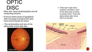 5. eye histology.pptx