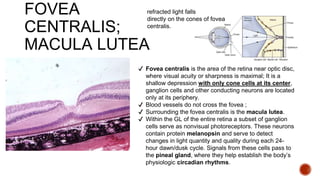5. eye histology.pptx