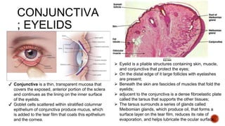5. eye histology.pptx