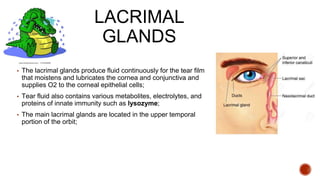 5. eye histology.pptx