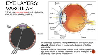 5. eye histology.pptx