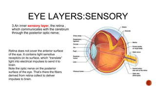 5. eye histology.pptx