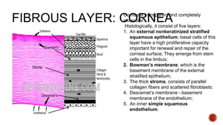 5. eye histology.pptx