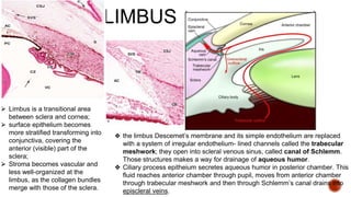 5. eye histology.pptx