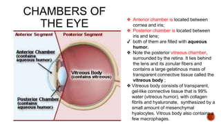 5. eye histology.pptx