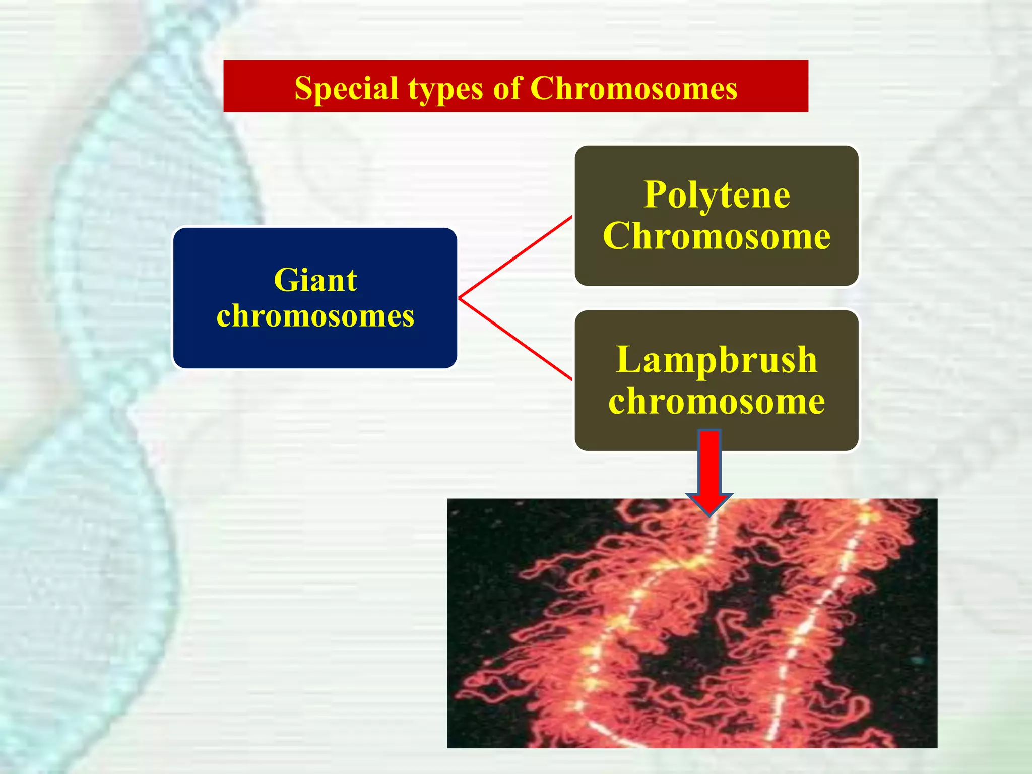 5. Architecture of chromosome.pdf