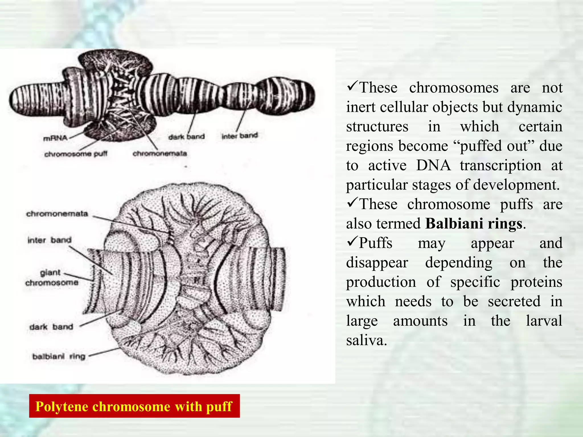 5. Architecture of chromosome.pdf