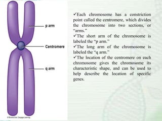 5. Architecture of chromosome.pdf