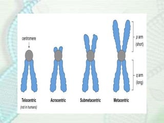 5. Architecture of chromosome.pdf