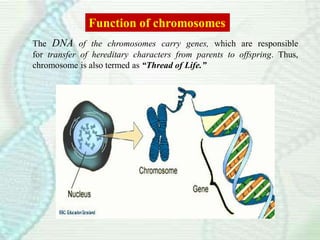 5. Architecture of chromosome.pdf