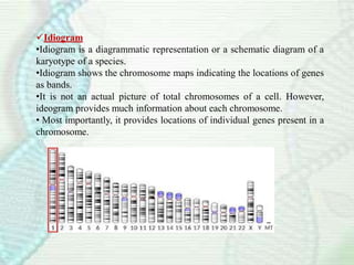 5. Architecture of chromosome.pdf