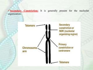 5. Architecture of chromosome.pdf