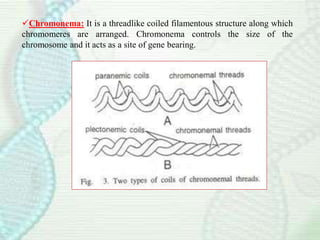 5. Architecture of chromosome.pdf
