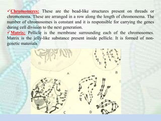 5. Architecture of chromosome.pdf