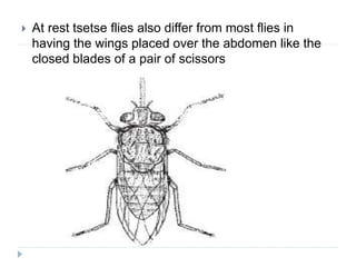 5. tsetse.pptx
