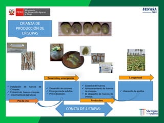 5. Producción de crisopas - Enda.pdf