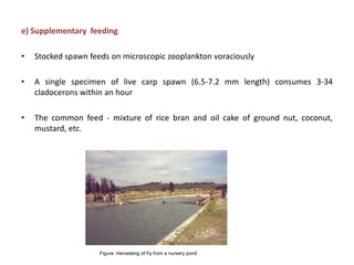 Fish spawn rearing in nursery pond.pptx