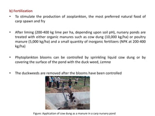 Fish spawn rearing in nursery pond.pptx