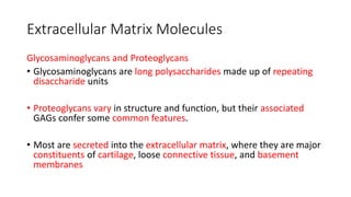 5. Cellular Adhesion and the Extracellular Matrix.pptx