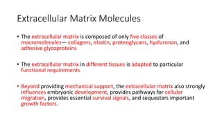 5. Cellular Adhesion and the Extracellular Matrix.pptx