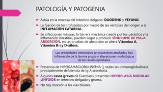 GIARDIASIS.pptx