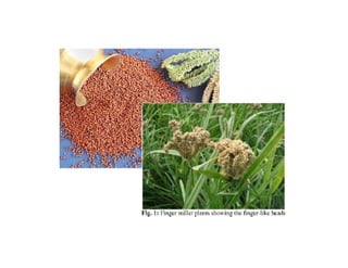 5. Millets.pdf