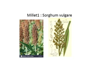 5. Millets.pdf