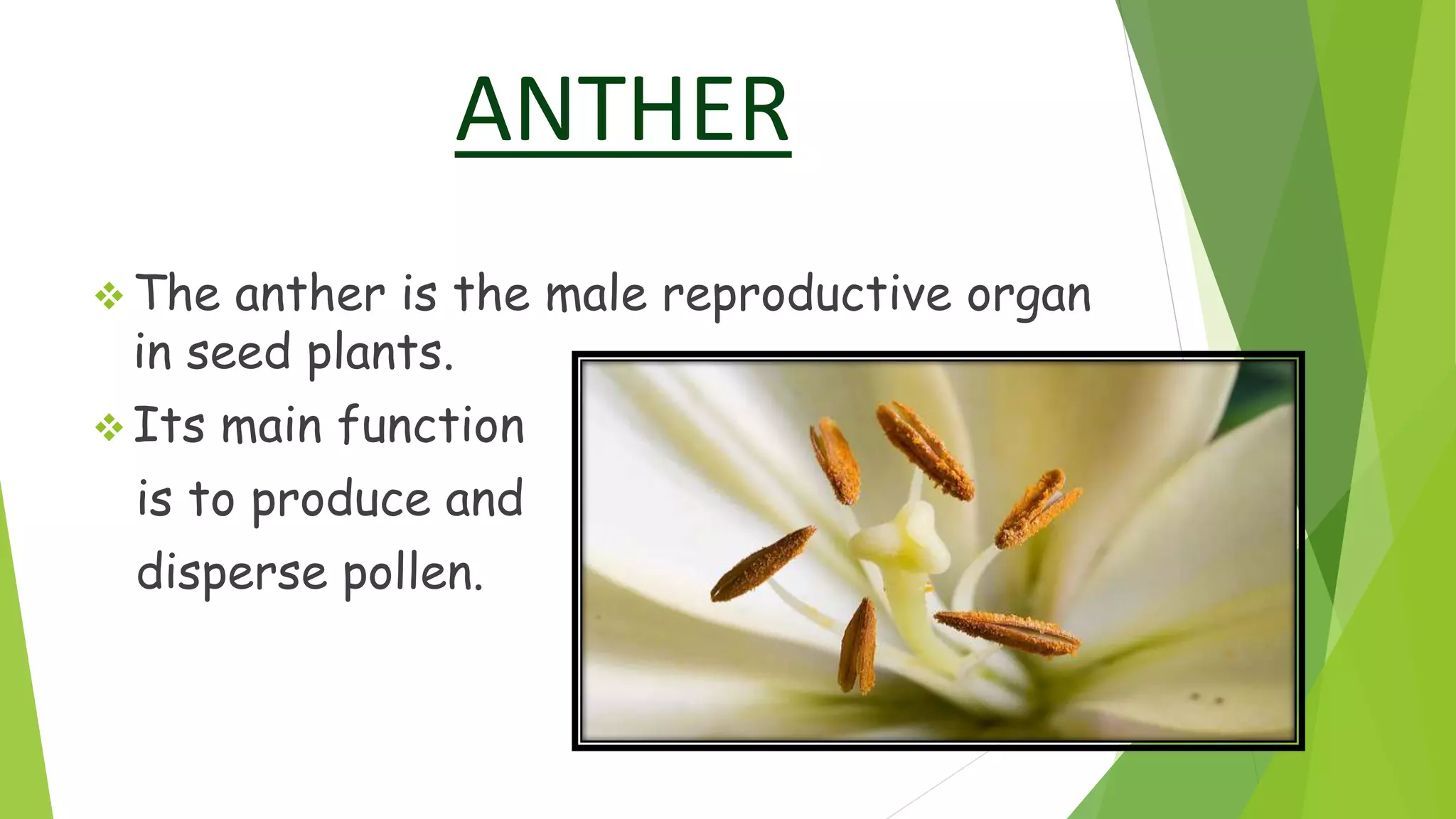 Angiosperm.pptx