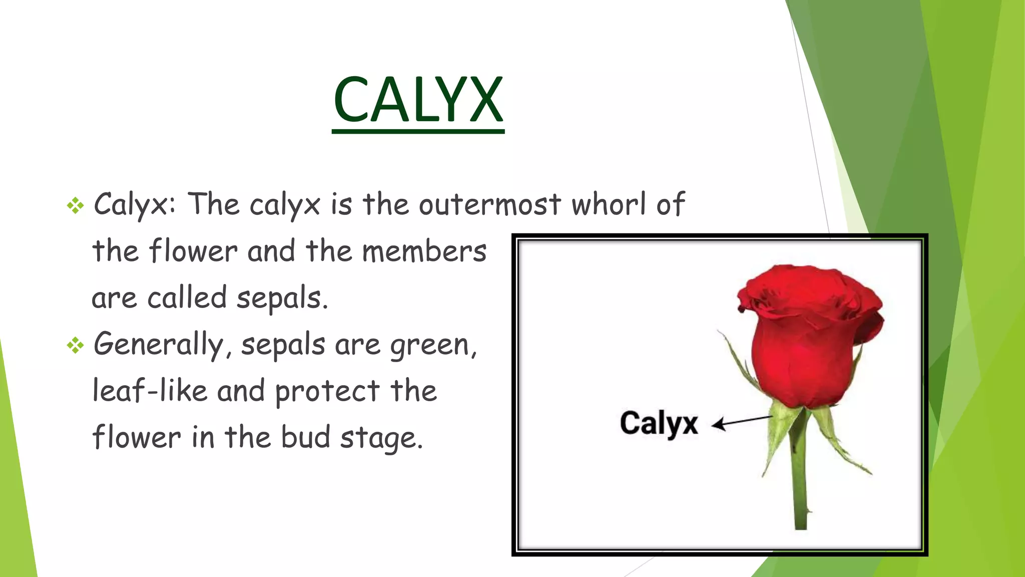 Angiosperm.pptx