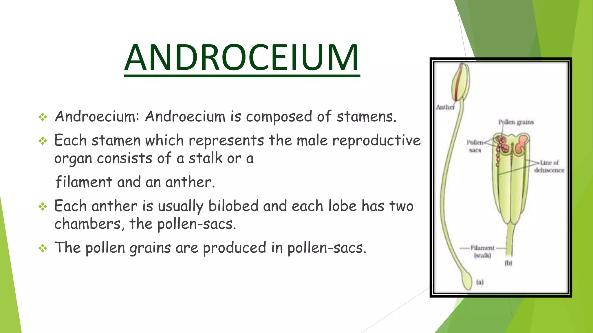 Angiosperm.pptx