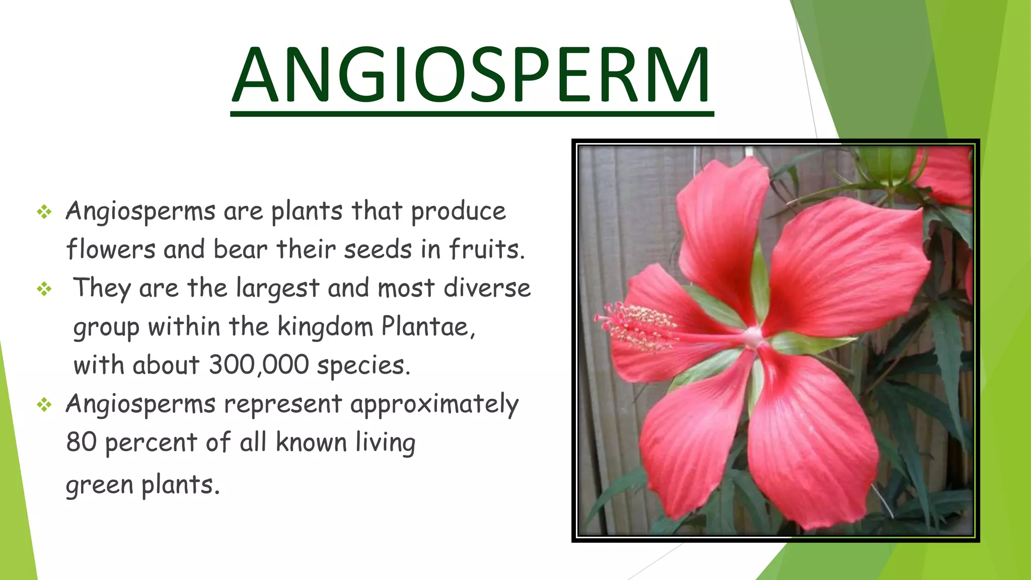 Angiosperm.pptx