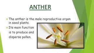 Angiosperm.pptx