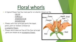 Angiosperm.pptx