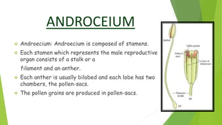 Angiosperm.pptx