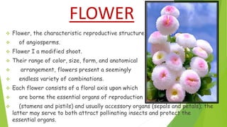 Angiosperm.pptx