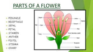 Angiosperm.pptx