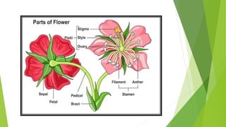Angiosperm.pptx