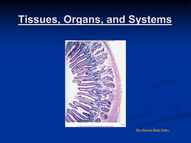 5..Tissue and Organ System pptx | PPT