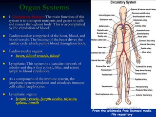 5..Tissue and Organ System pptx | PPTX