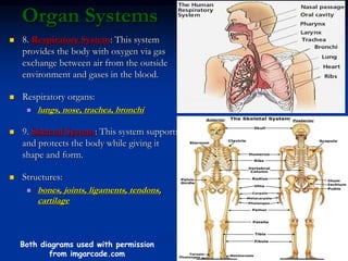5..Tissue and Organ System pptx | PPTX