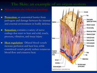 5..Tissue and Organ System pptx | PPTX