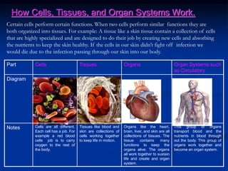 5..Tissue and Organ System pptx | PPTX