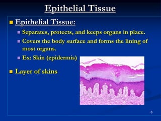 5..Tissue and Organ System pptx | PPTX