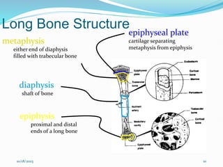 5. faizan biomechanics of bone.pptx