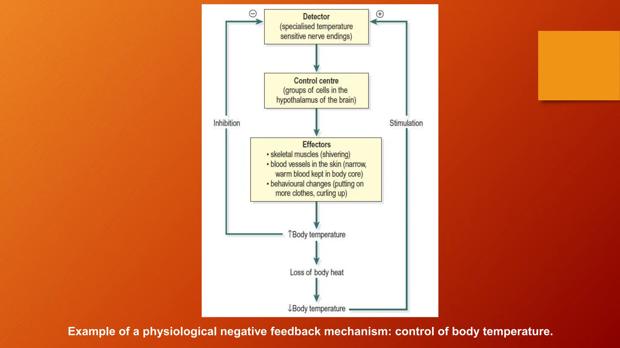 5. Homeostasis.pptx