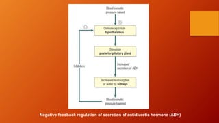 5. Homeostasis.pptx