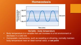 5. Homeostasis.pptx